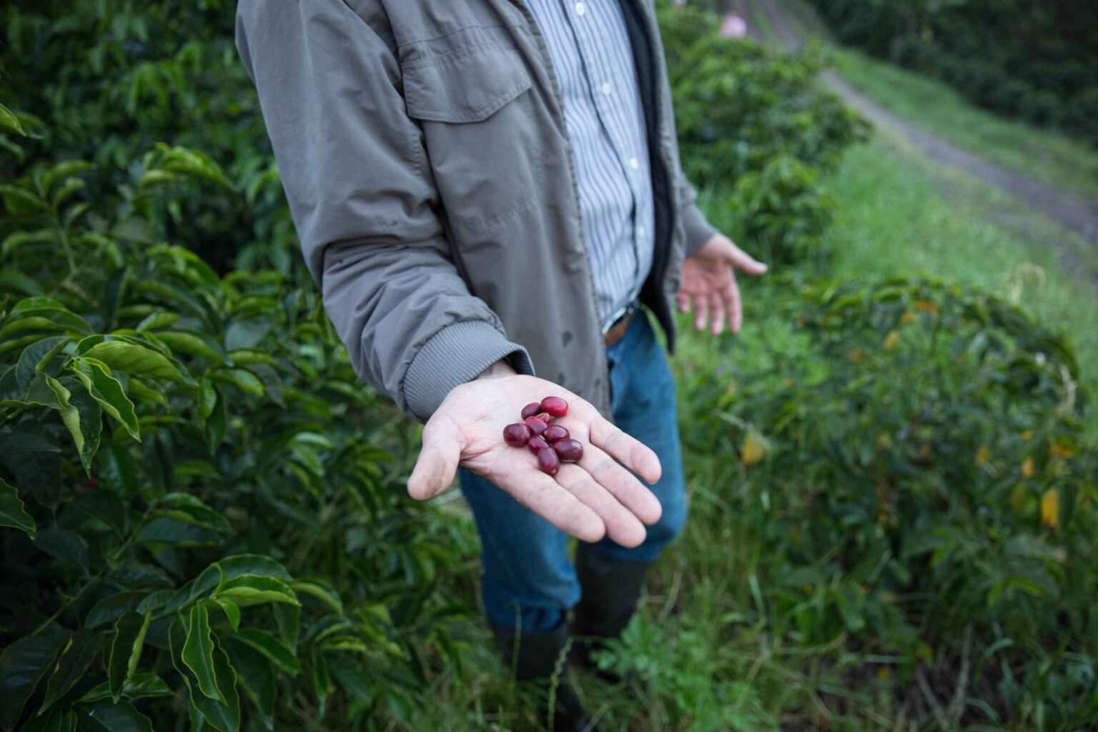 Geisha, the champagne of the coffee world - Solberg and Hansen